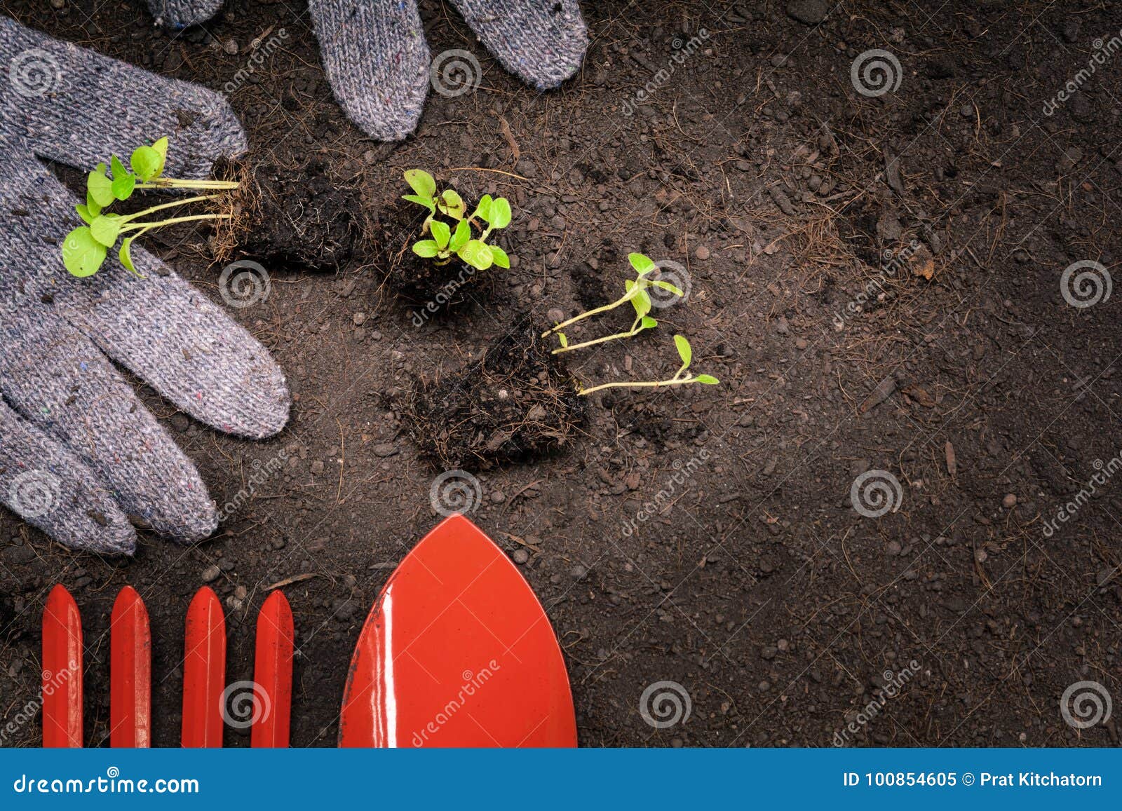 Tools on Planting a Black Tree on the Ground Stock Image - Image of ...