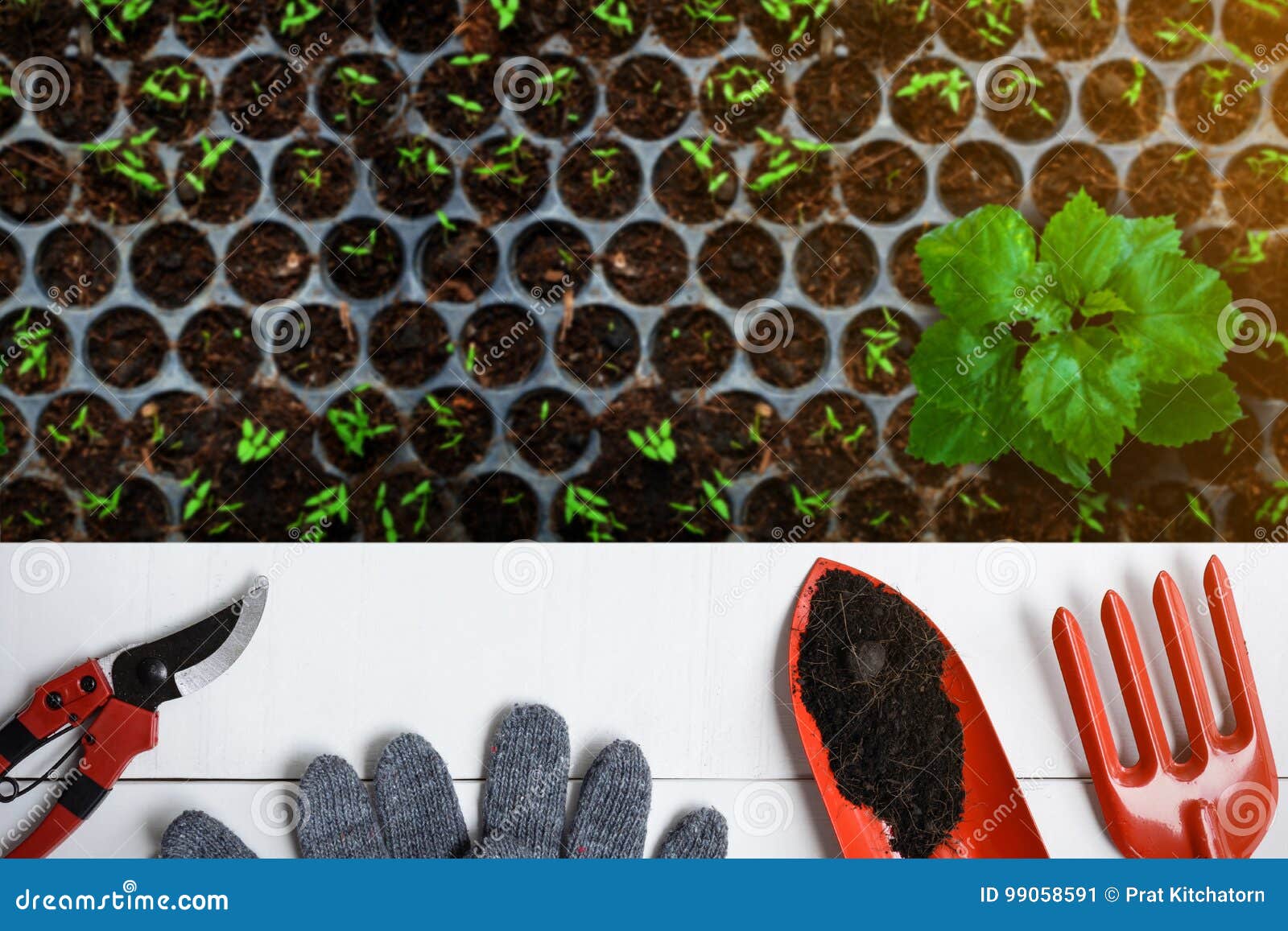 Tools on Planting a Black Tree on the Ground Stock Image - Image of ...