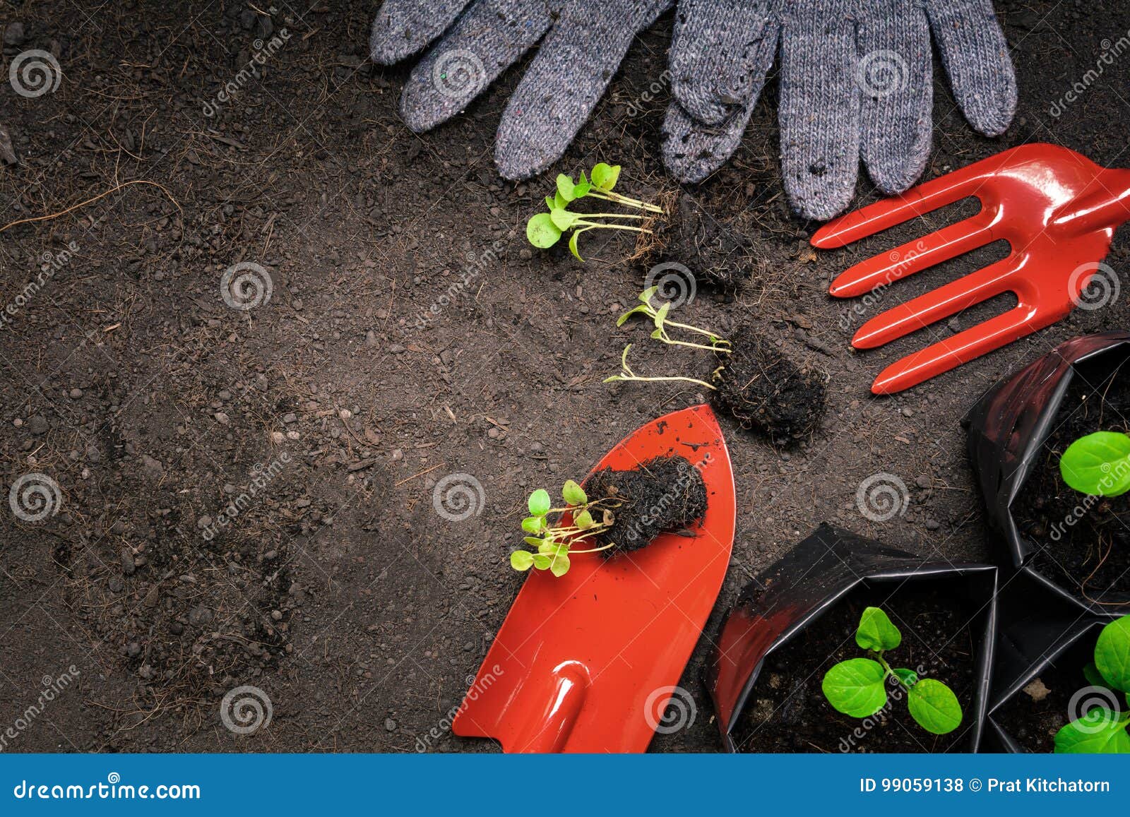 Tools on Planting a Black Tree on the Ground Stock Photo - Image of ...