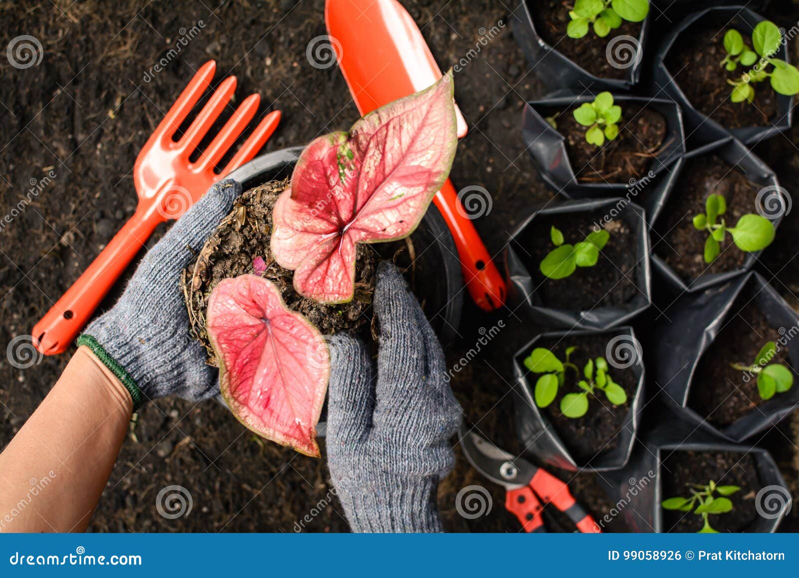 Tools on Planting a Black Tree on the Ground Stock Photo - Image of ...