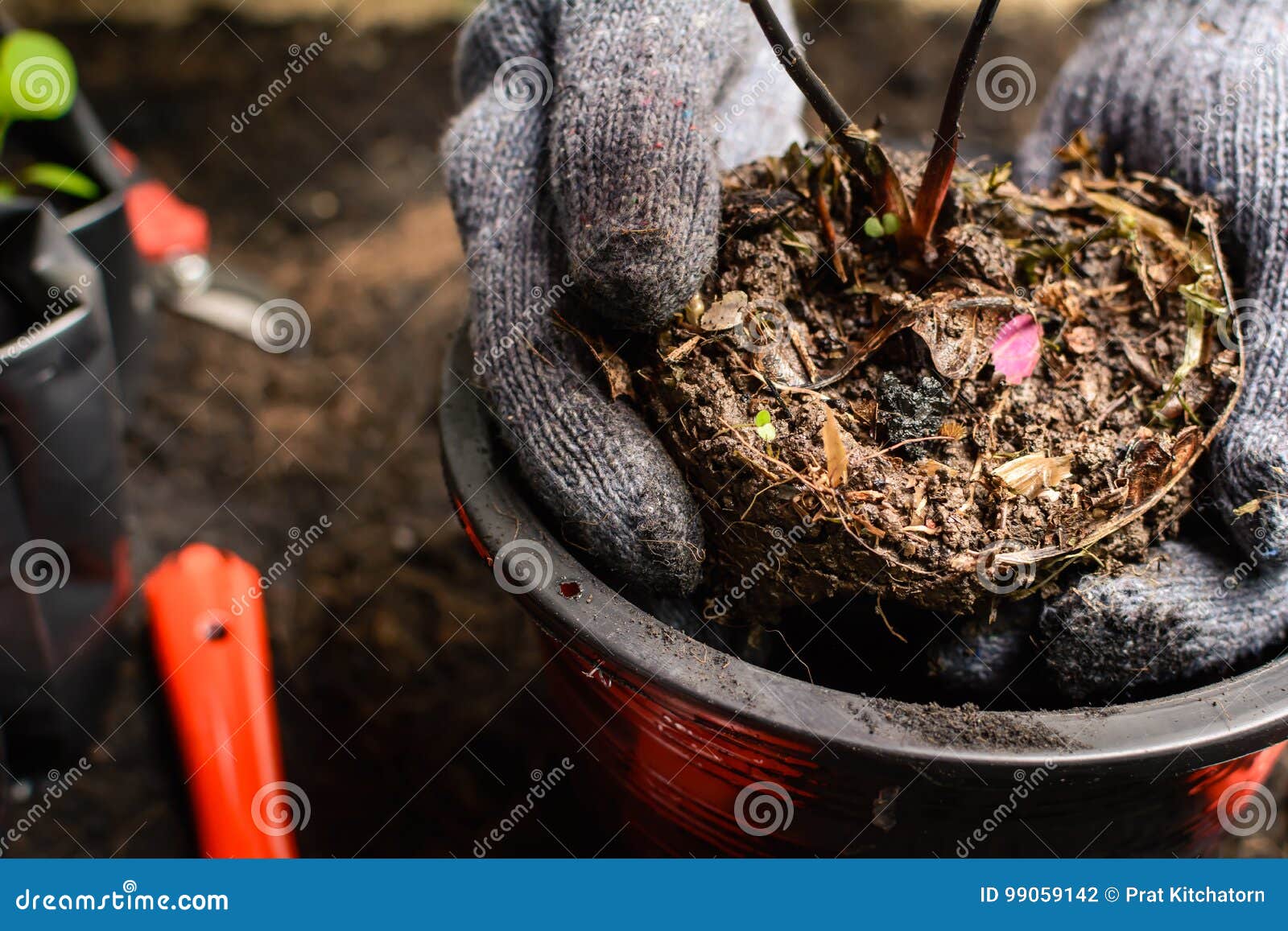 Tools on Planting a Black Tree on the Ground Stock Photo - Image of ...