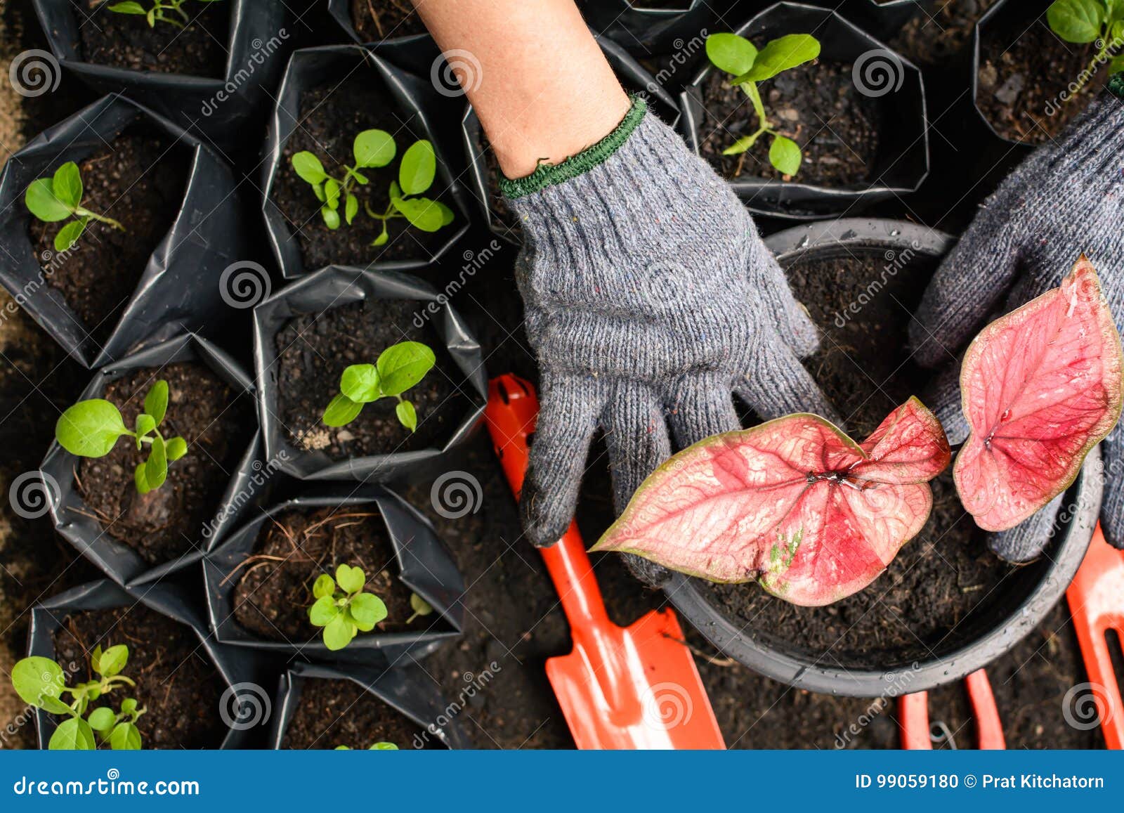 Tools on Planting a Black Tree on the Ground Stock Photo - Image of ...