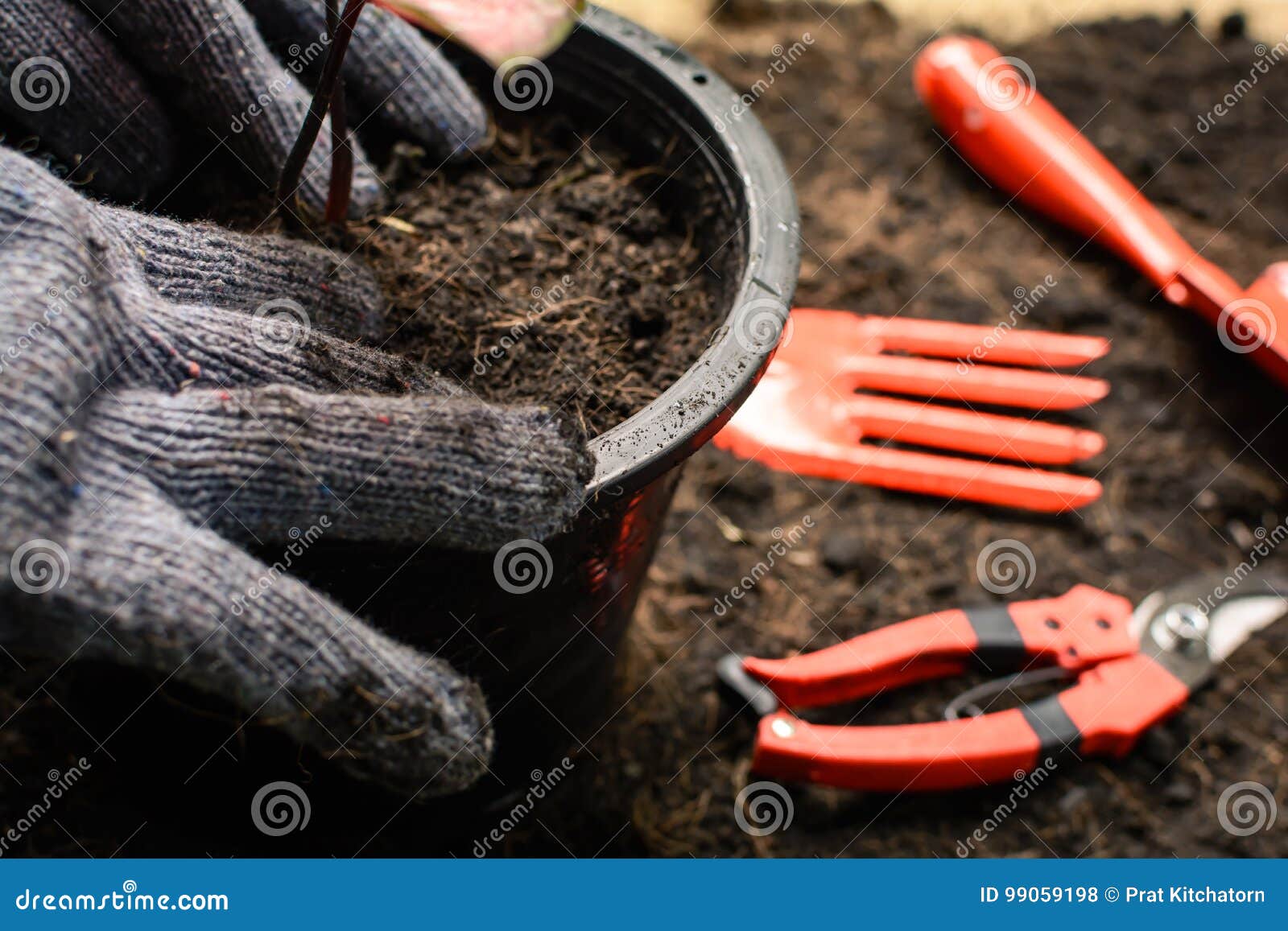 Tools on Planting a Black Tree on the Ground Stock Photo - Image of ...