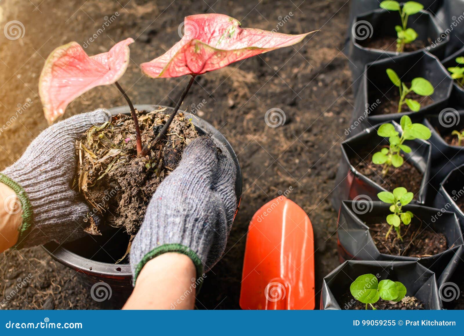 Tools on Planting a Black Tree on the Ground Stock Image - Image of ...