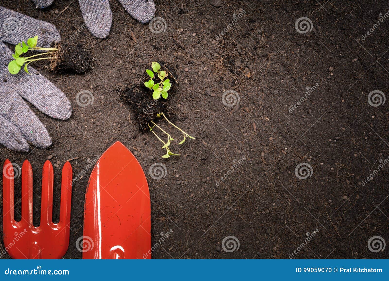 Tools on Planting a Black Tree on the Ground Stock Photo - Image of ...