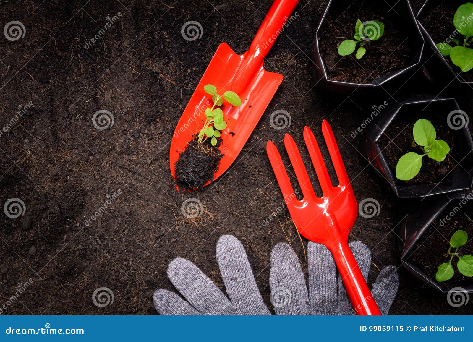 Tools on Planting a Black Tree on the Ground Stock Image - Image of ...