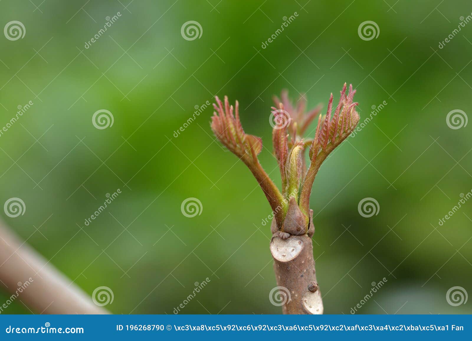 Toon Buds in Spring Outdoors Stock Photo - Image of toon, blank: 196268790