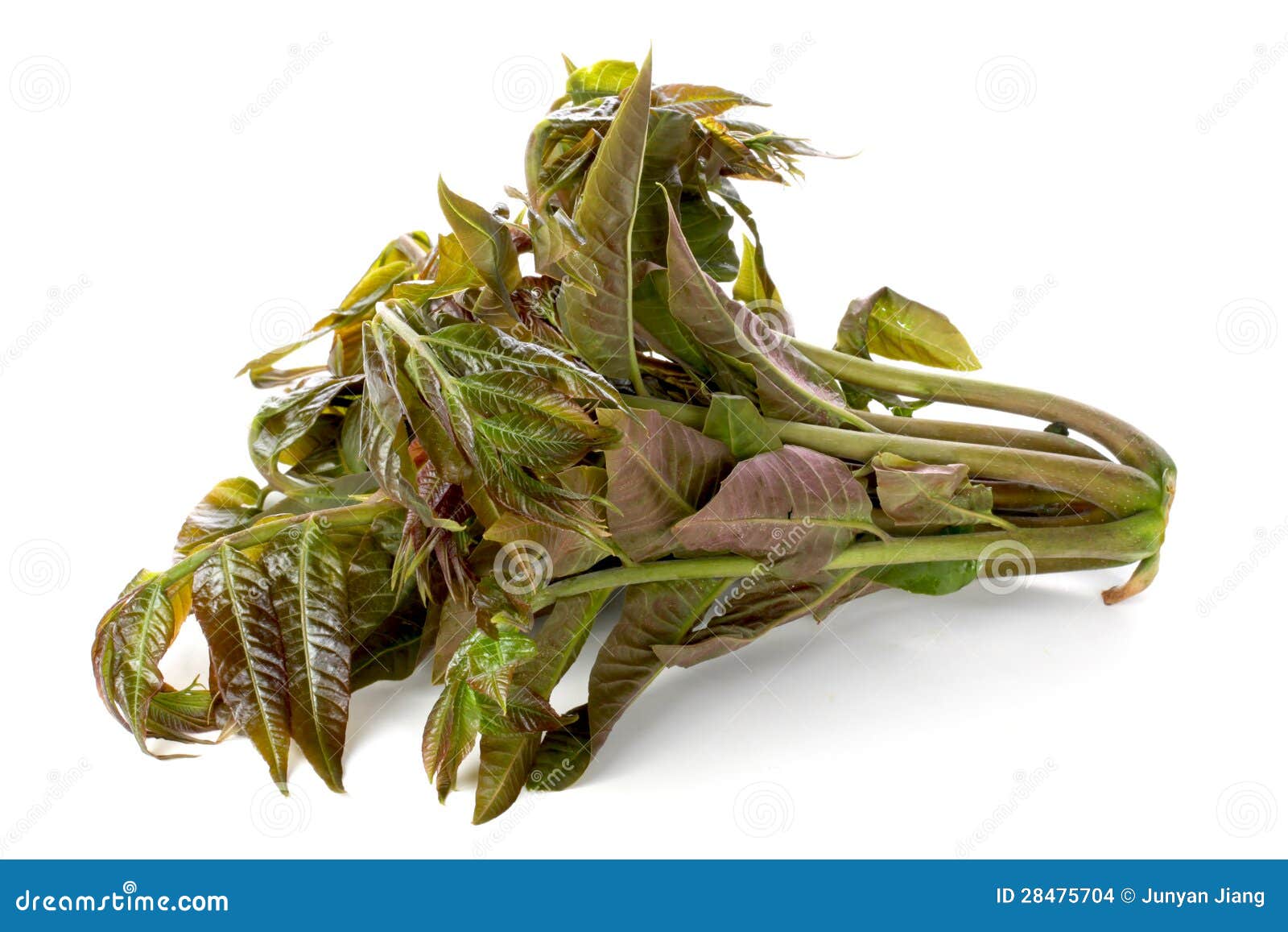 Toona Sinensis Stock Photo | CartoonDealer.com #141434736