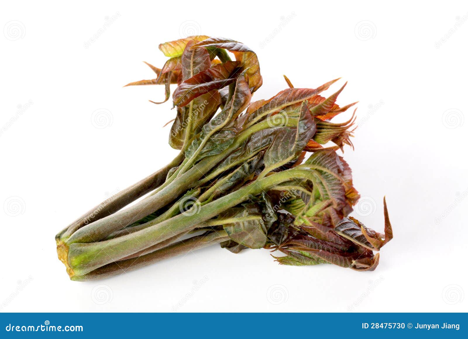 Toona Sinensis Leaves Royalty-Free Stock Photo | CartoonDealer.com #9164121