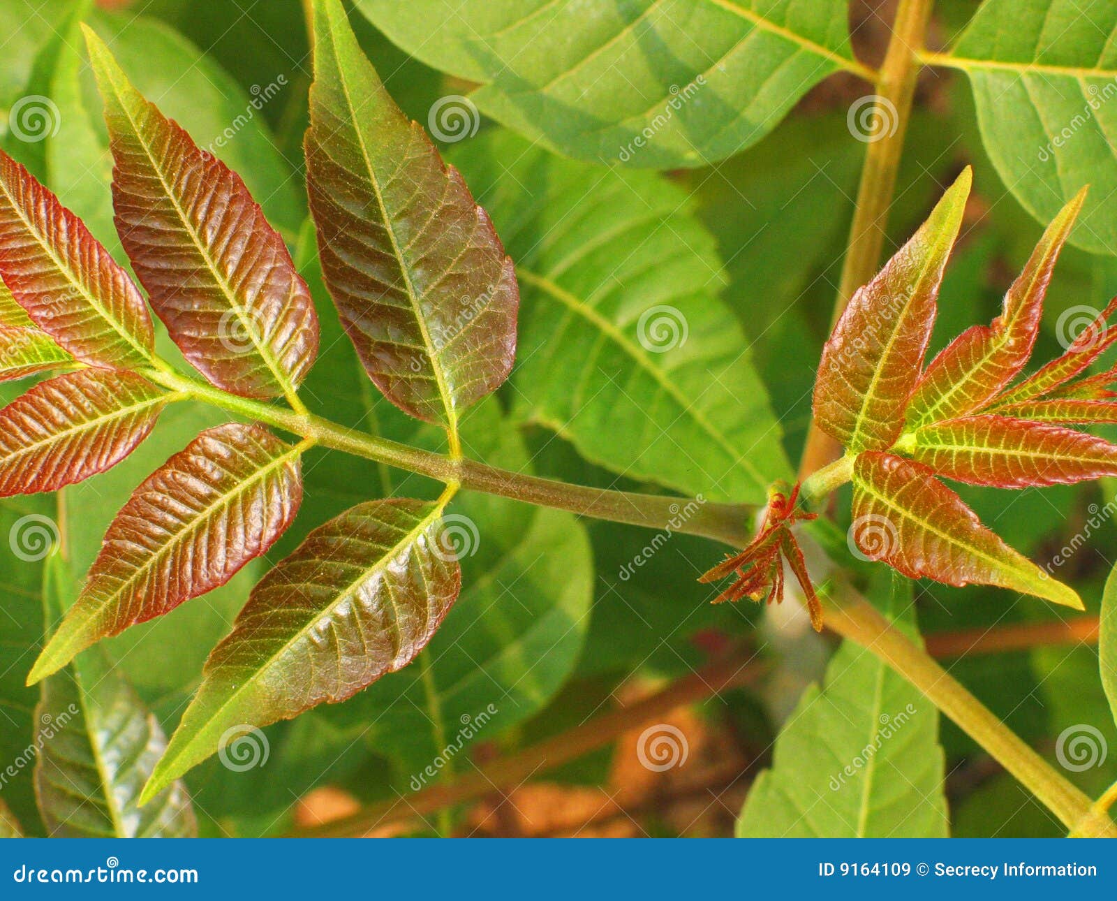 Toona Sinensis Stock Photo | CartoonDealer.com #141434736