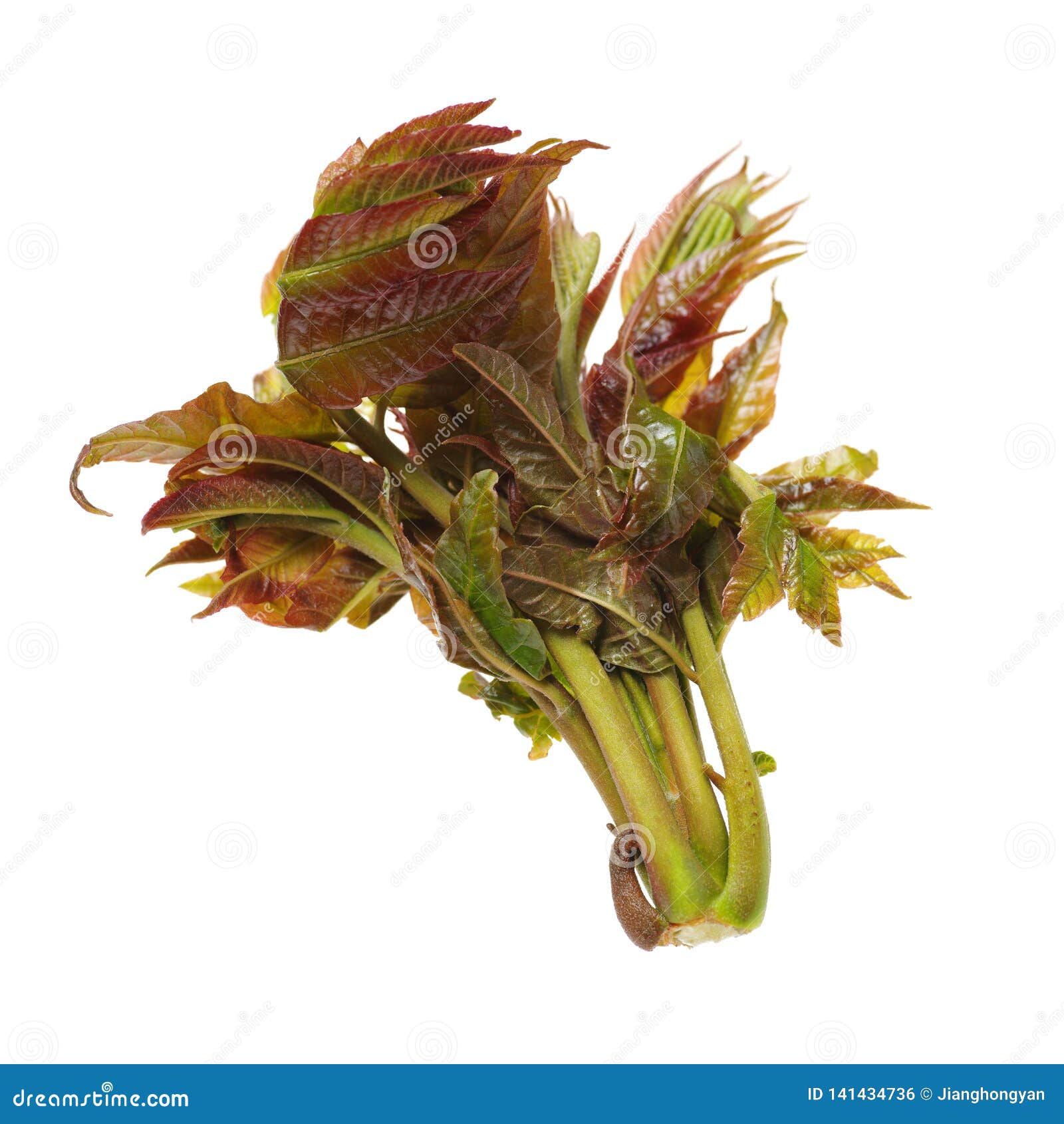 Toona sinensis stock photo. Image of single, food, cooking - 141434736