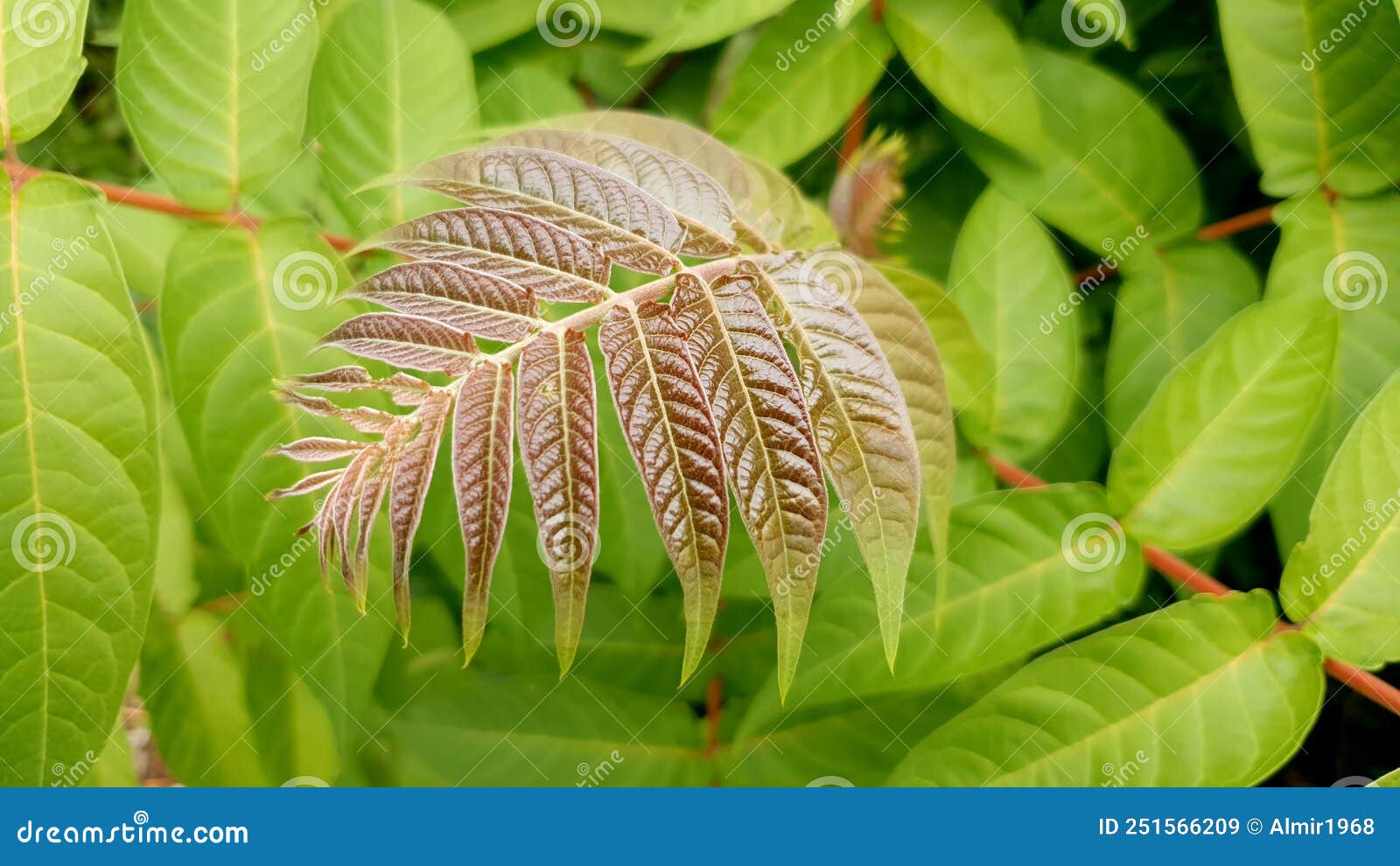 Suren Tree That Grows In The Forest Royalty-Free Stock Photography ...
