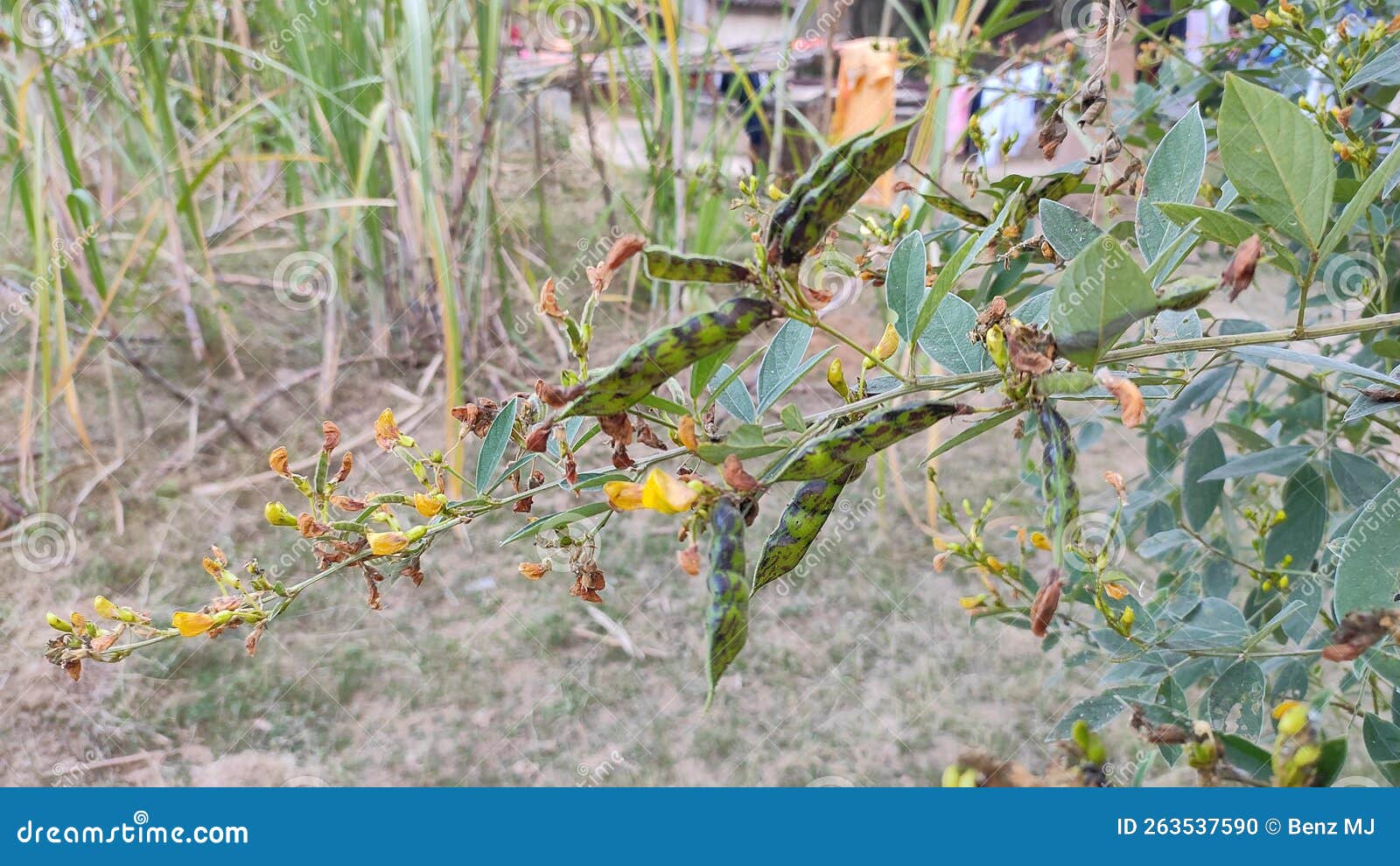 Toor Dal in the field stock photo. Image of evergreen - 263537590