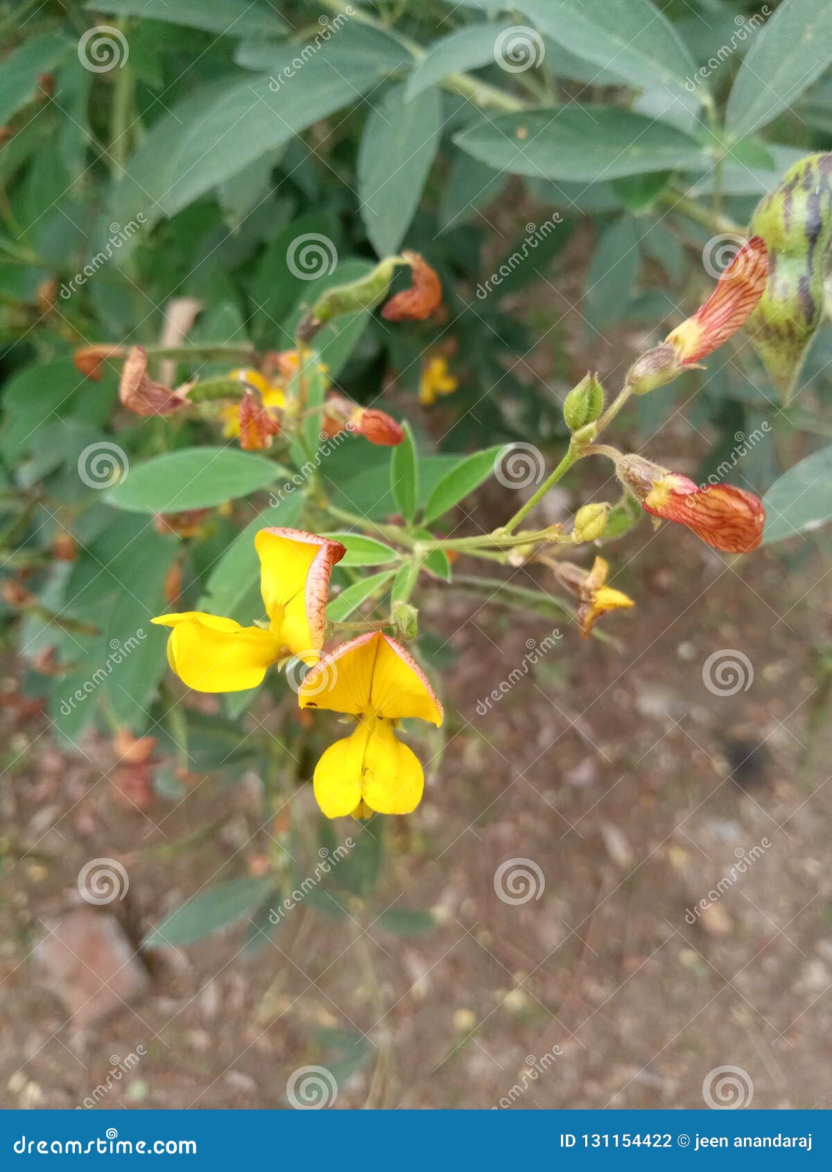 Flower stock photo. Image of indian, toor, flower, herbs - 131154422