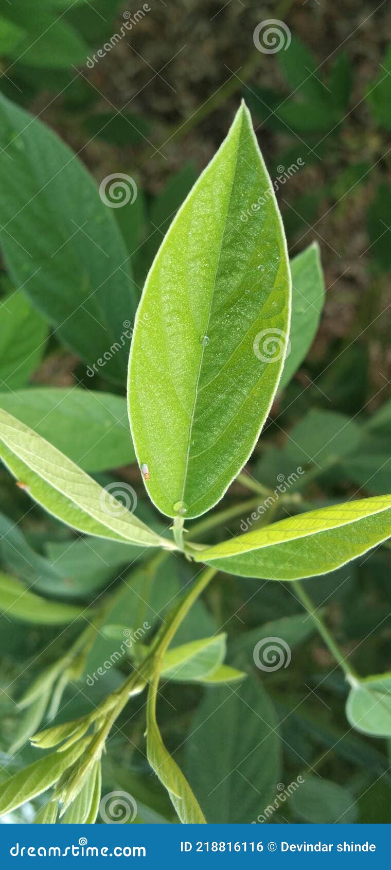 Toor dal plant leaf stock photo. Image of plant, toor - 218816116