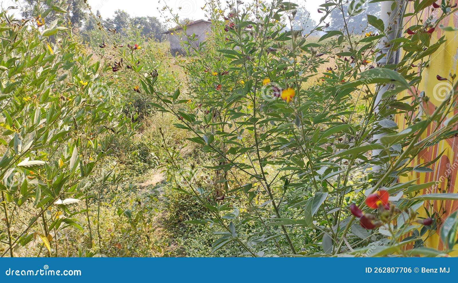 Toor Dal Plants in the Field Stock Photo - Image of plants, vegetation ...