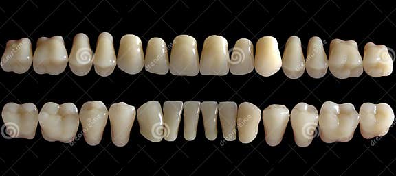 Tooth stock photo. Image of dent, object, medical, strong - 1816394