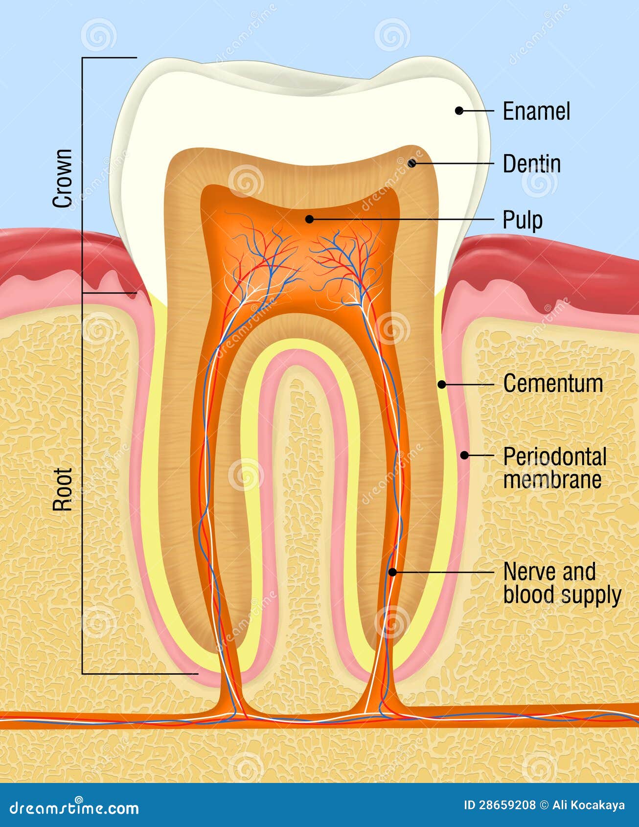 Human tooth stock illustration. Illustration of blood - 28659208