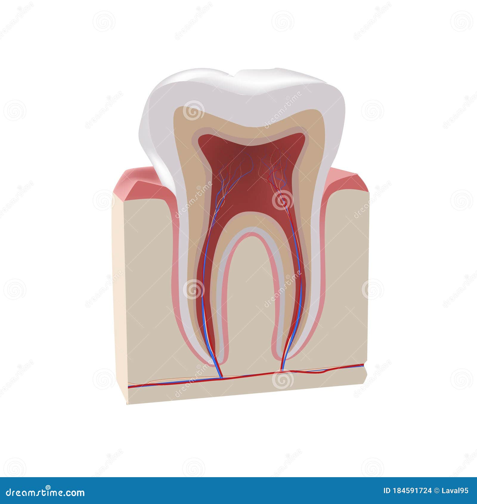 Tooth Anatomy. Cross Section Of Human Tooth Realistic Vector Image ...