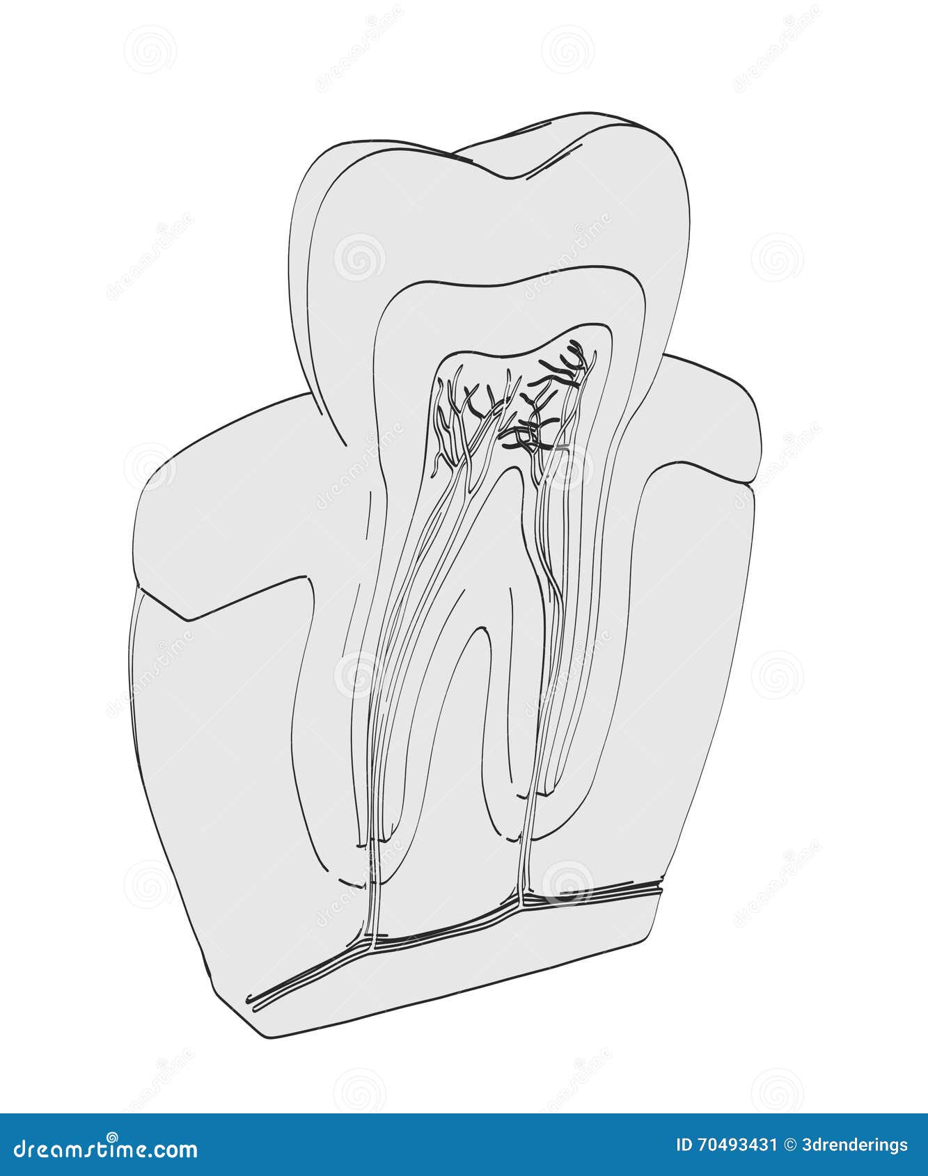 Tooth anatomy stock illustration. Illustration of bone - 70493431