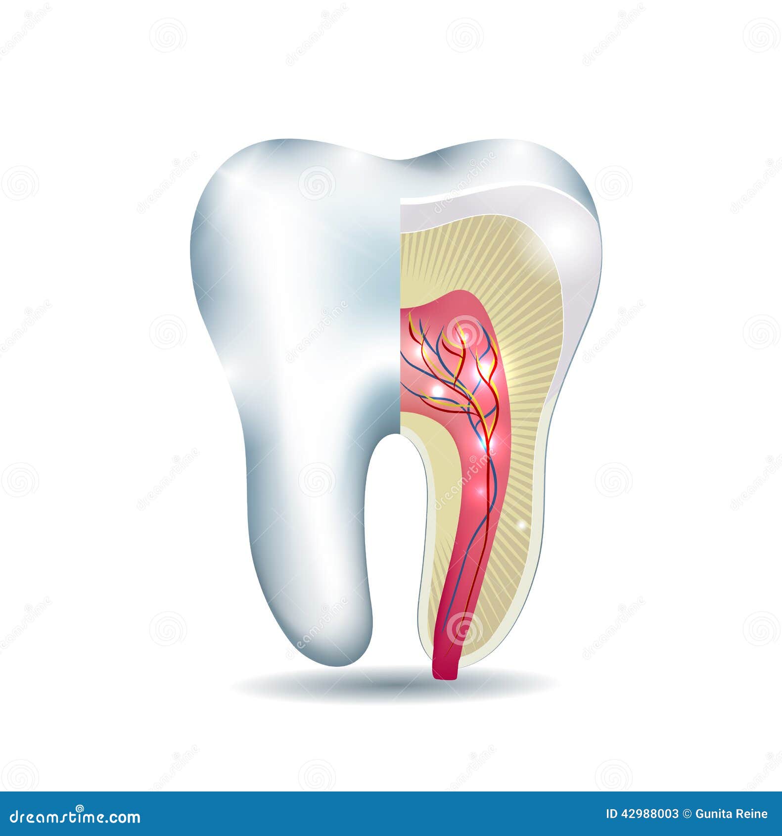 Tooth Anatomy. Cross Section Of Human Tooth Realistic Vector Image ...