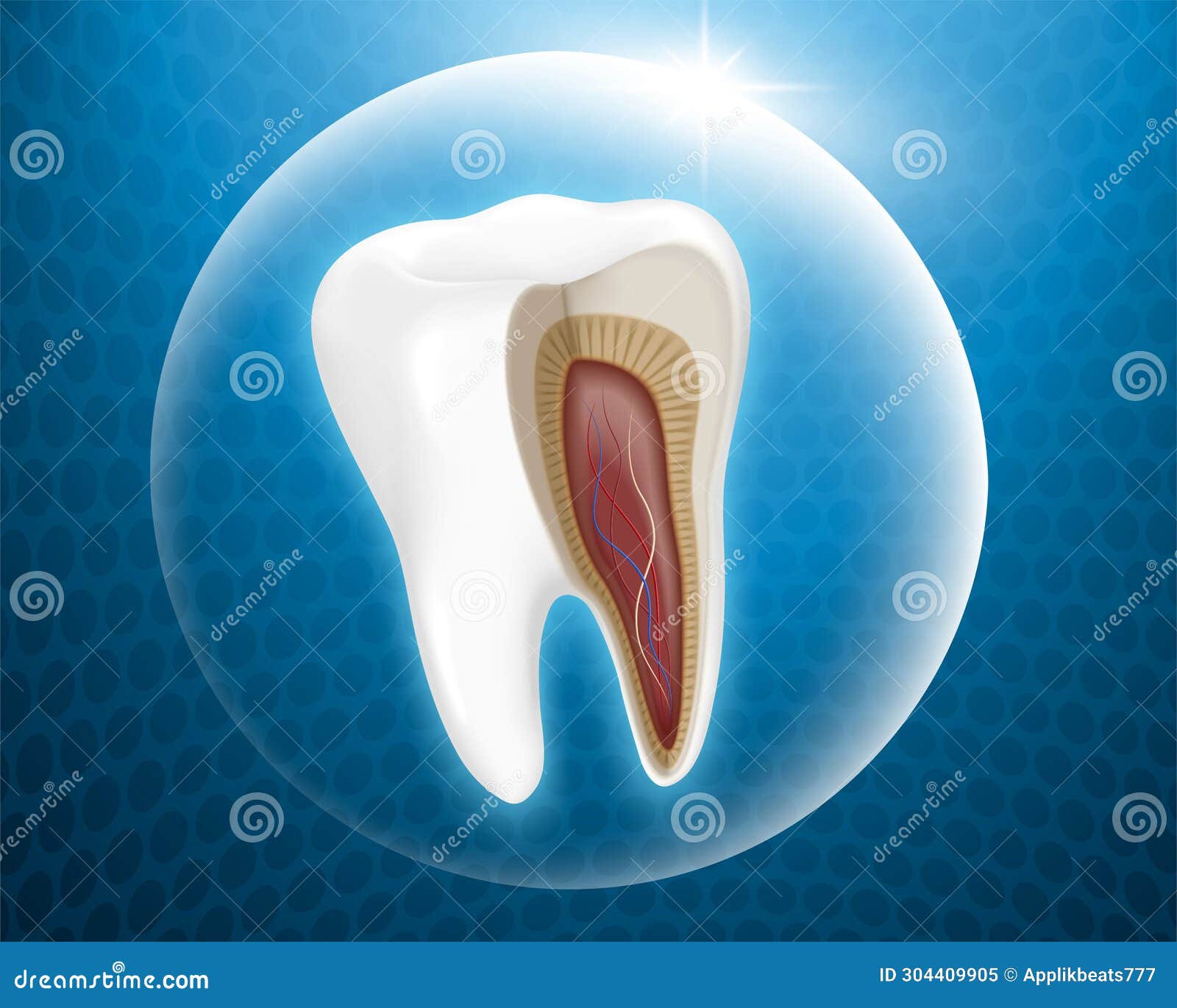 Tooth Anatomy in Protective Bubble Stock Illustration - Illustration of ...