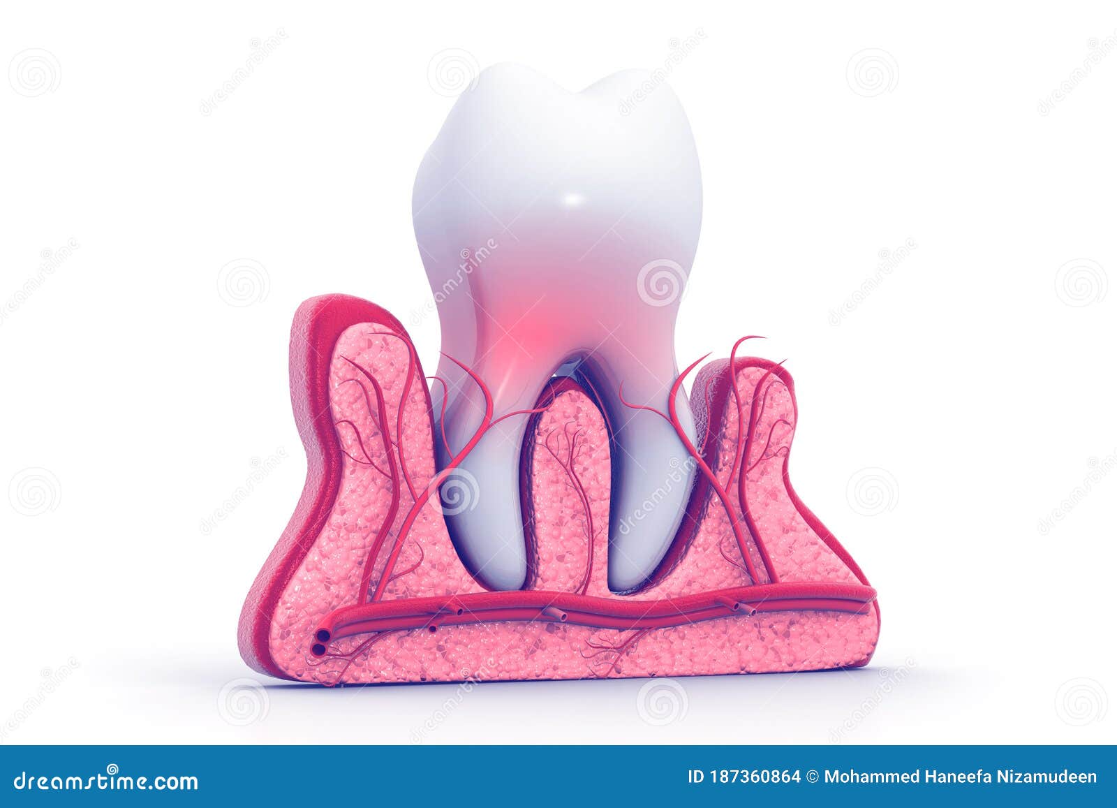 Tooth anatomy stock illustration. Illustration of nerve - 187360864