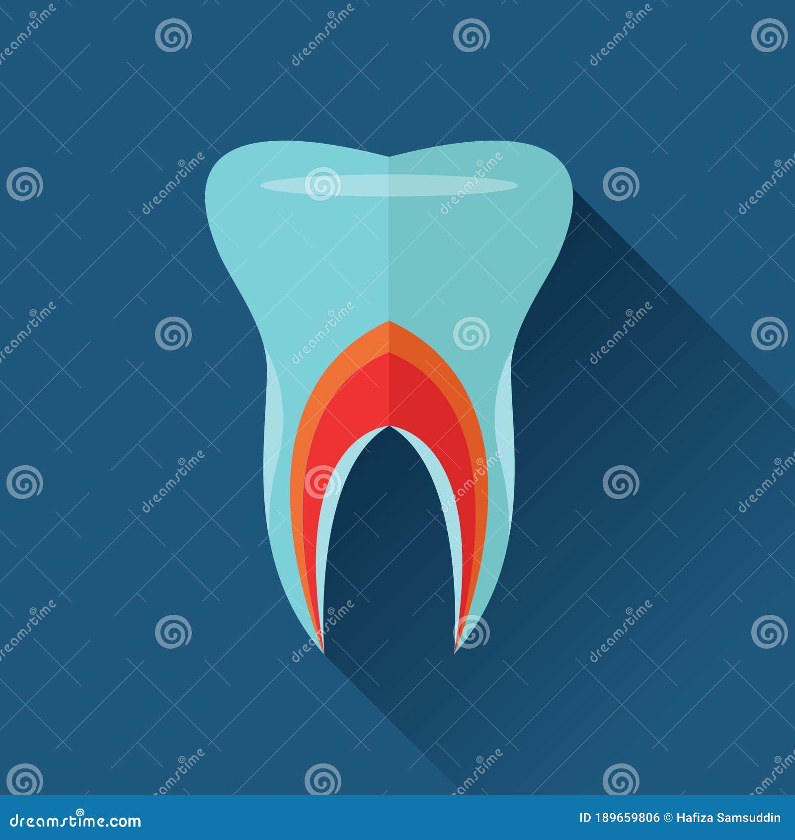 Tooth Anatomy. Vector Illustration Decorative Design Stock Vector ...