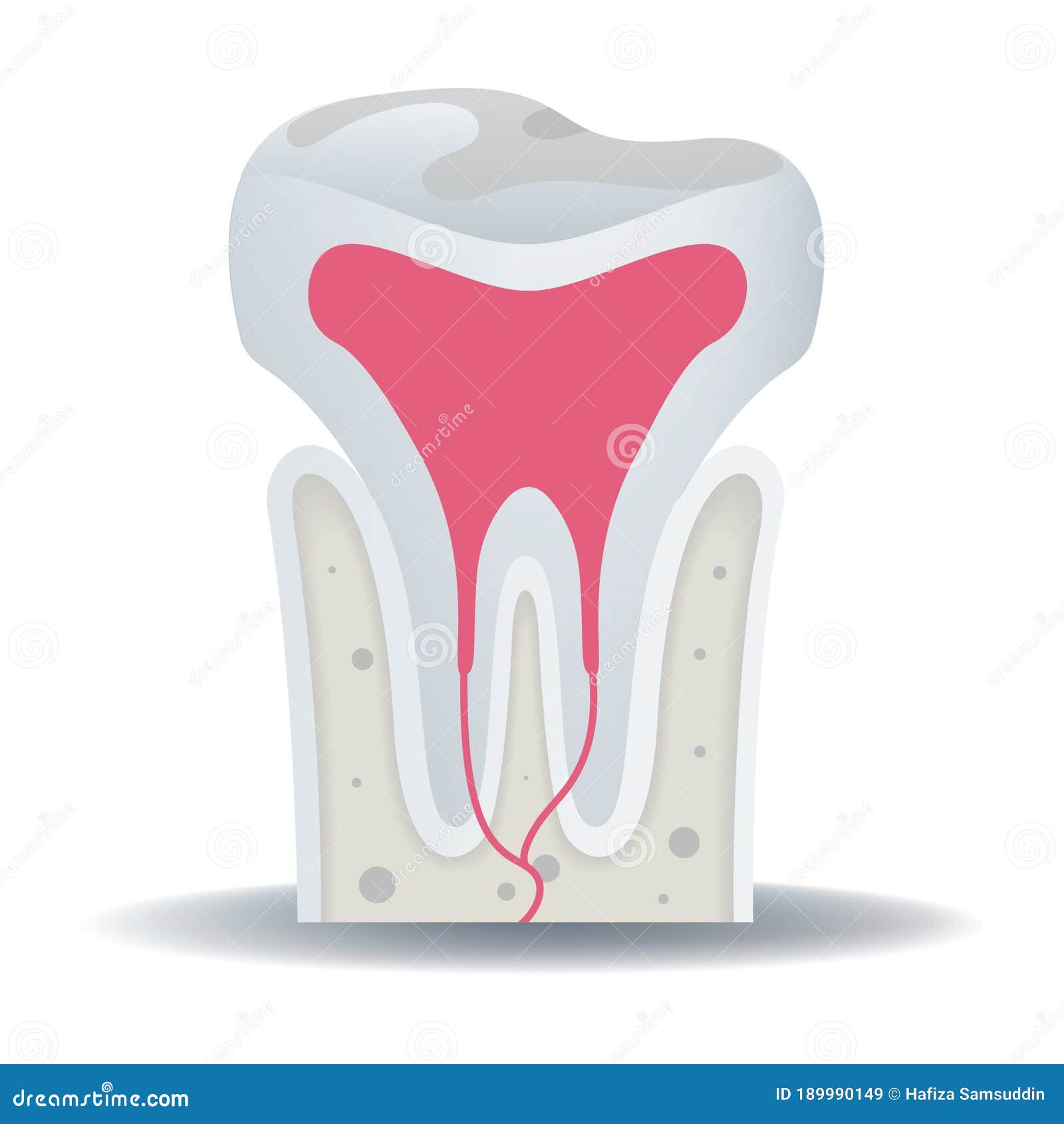 Tooth Anatomy. Vector Illustration Decorative Design Stock Vector ...