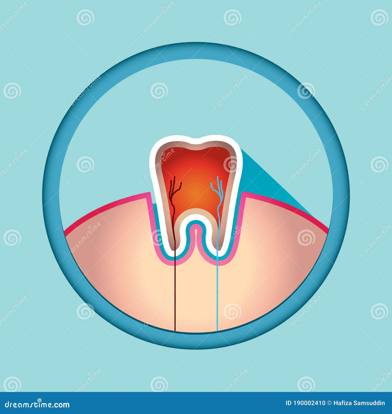 Tooth Anatomy. Vector Illustration Decorative Design Stock Vector ...