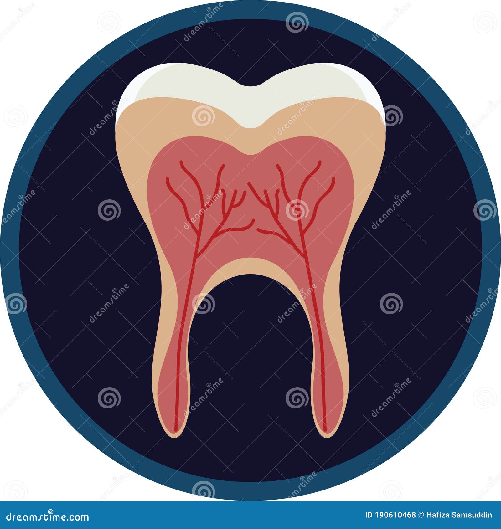 Tooth Anatomy. Vector Illustration Decorative Design Stock Vector ...