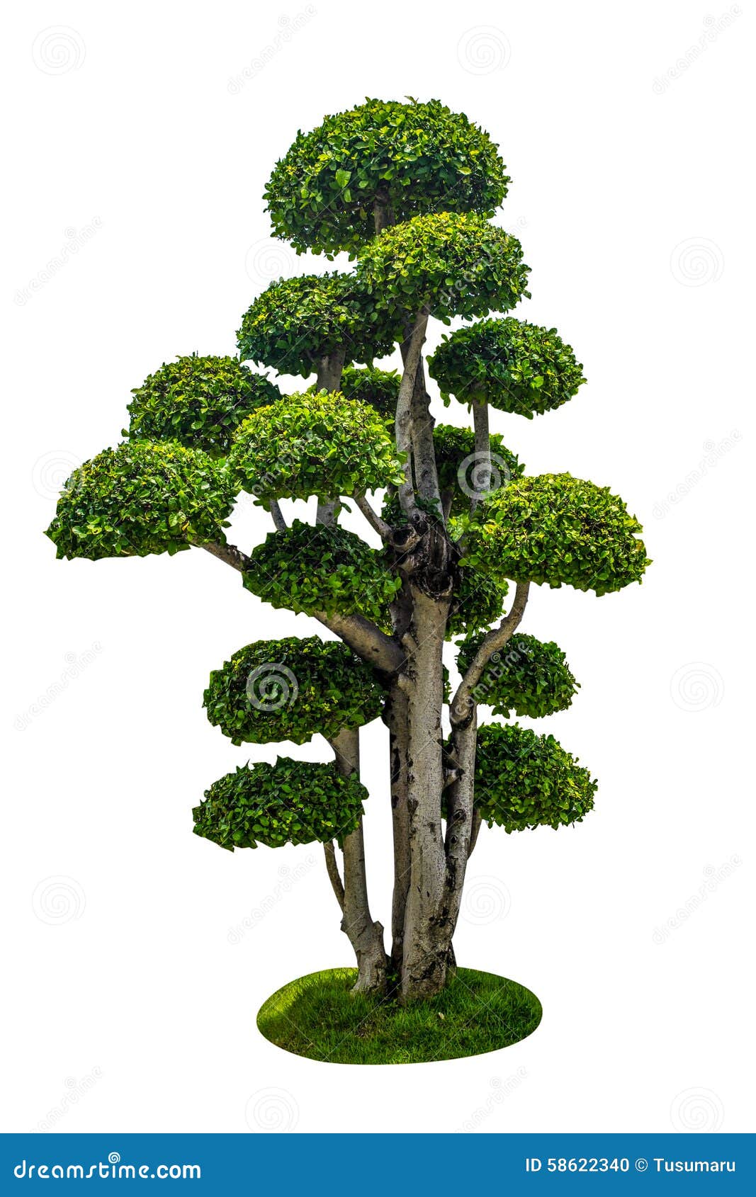 Tooth brush tree isolated stock photo. Image of growth - 58622340