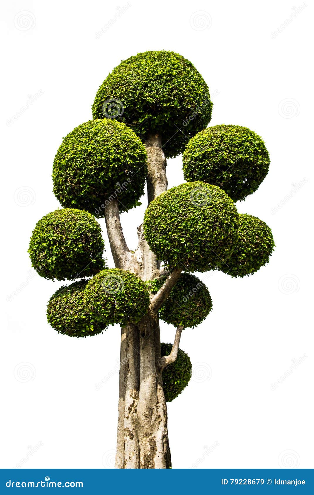 Tooth brush tree stock image. Image of life, garden, growing - 79228679