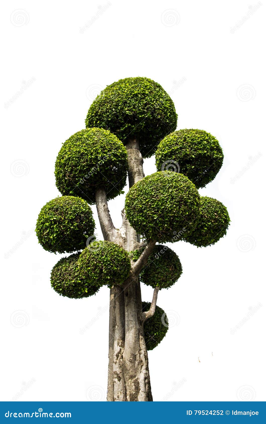 Tooth brush tree stock photo. Image of environmental - 79524252