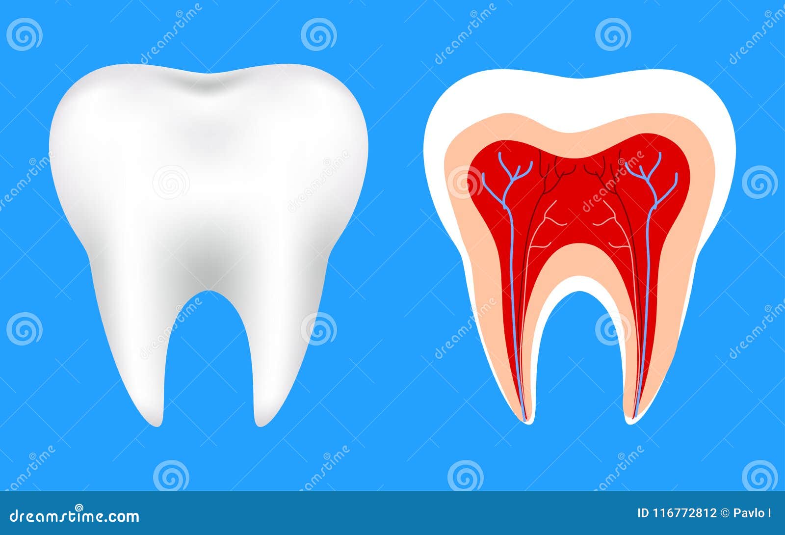 Tooth bud sign - vector stock illustration. Illustration of enamel ...