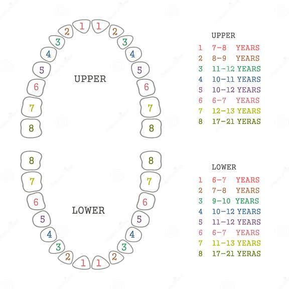 Tooth chart, human teeth stock vector. Illustration of icon - 53699139