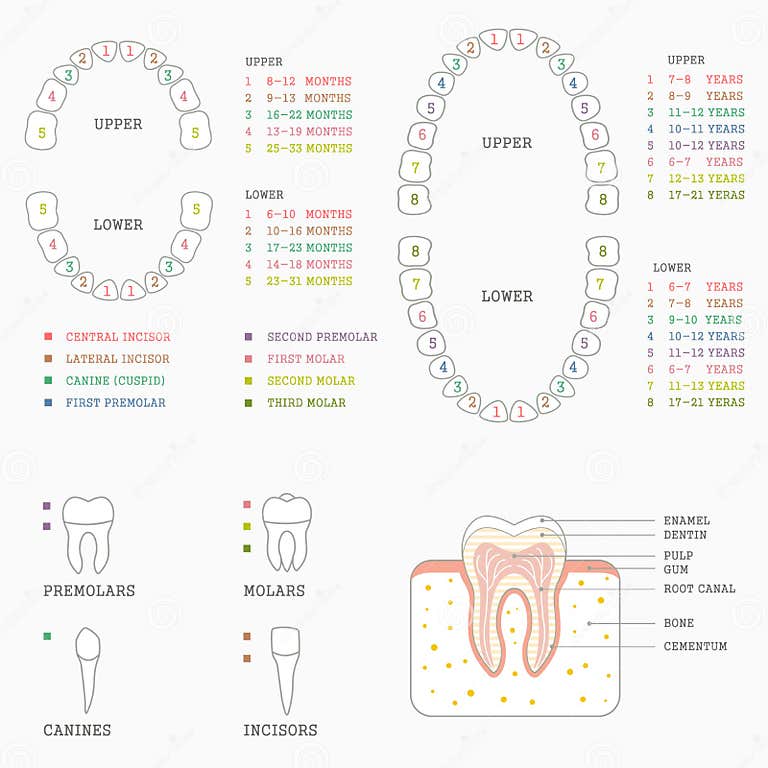 Tooth chart, human teeth stock vector. Illustration of mouth - 53812338