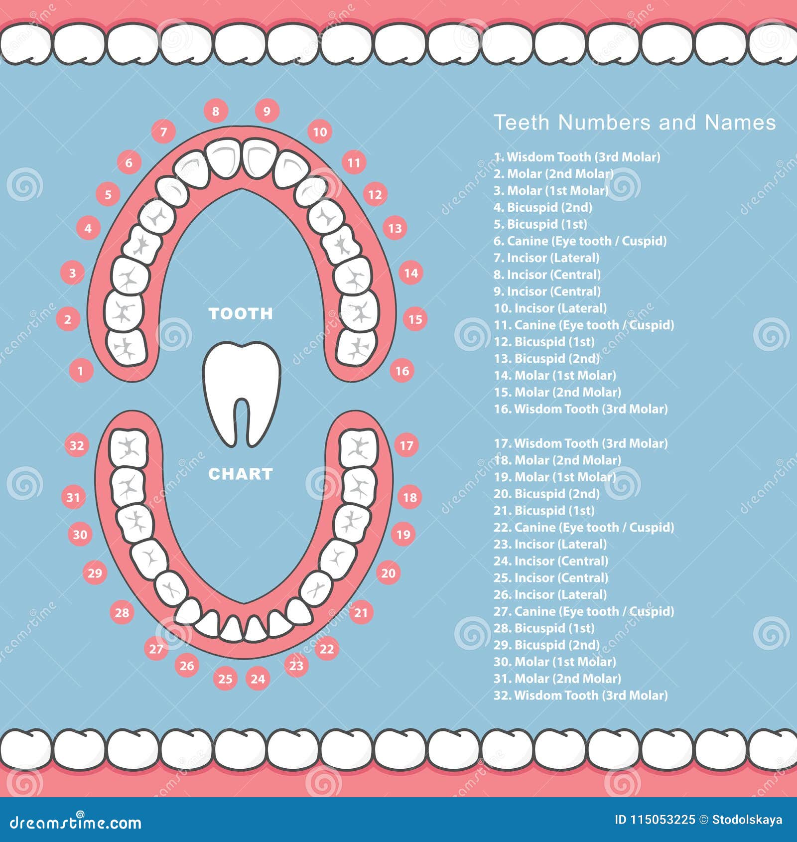 Tooth Chart Primary Teeth With Erupt & Shed Illustration Vector ...