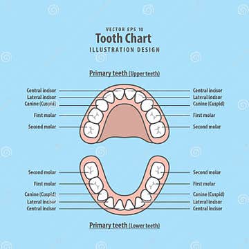 Tooth Chart Primary Teeth Illustration Vector on Blue Background Stock ...