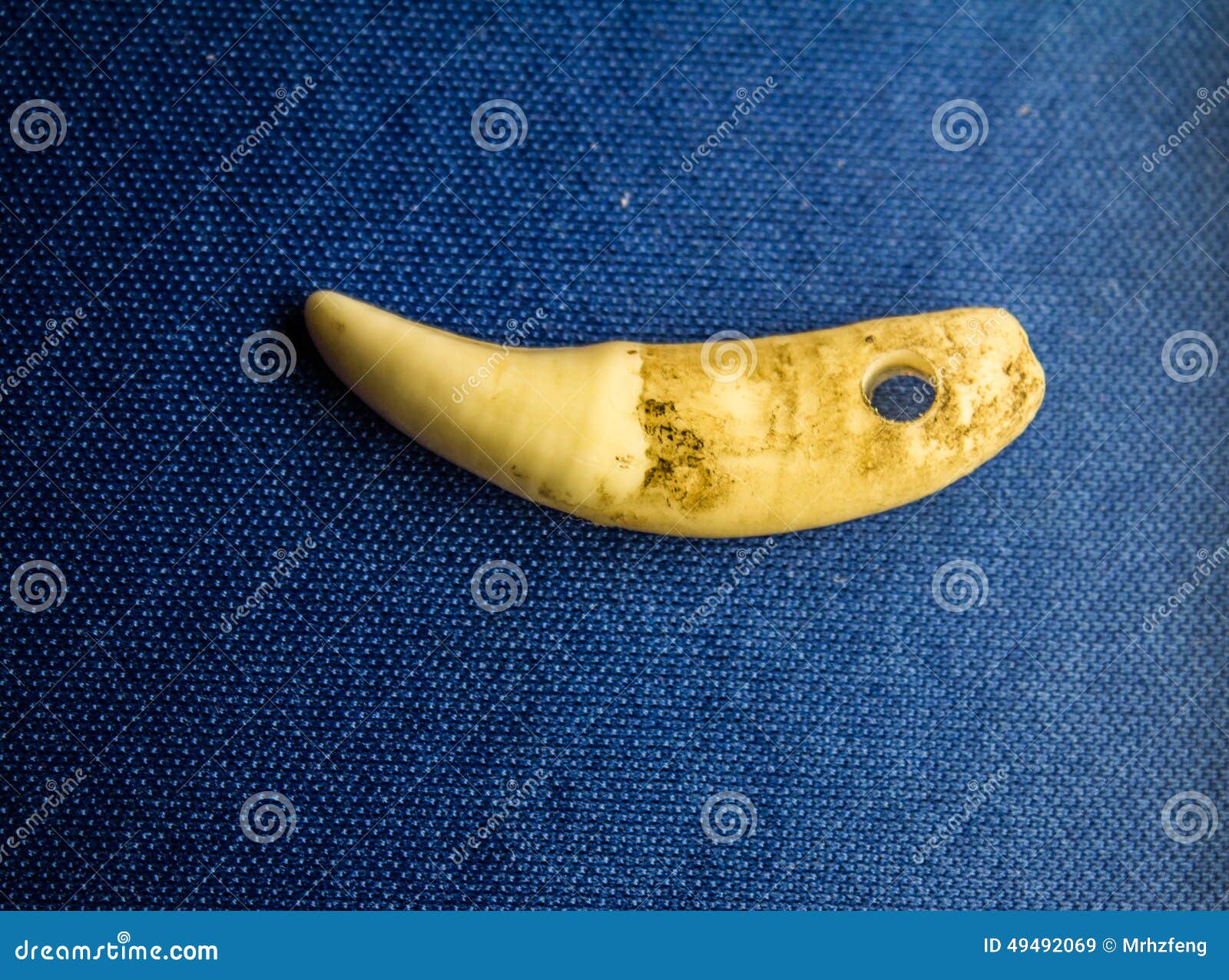 Tooth stock image. Image of good, details, think, straight - 49492069