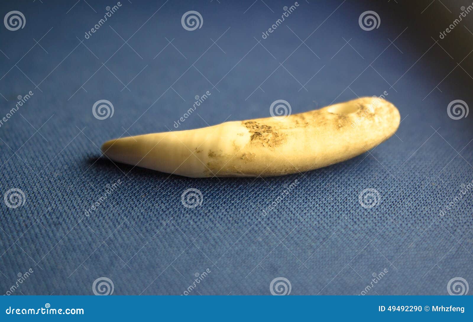 Tooth stock photo. Image of hard, weak, hand, bring, dogs - 49492290