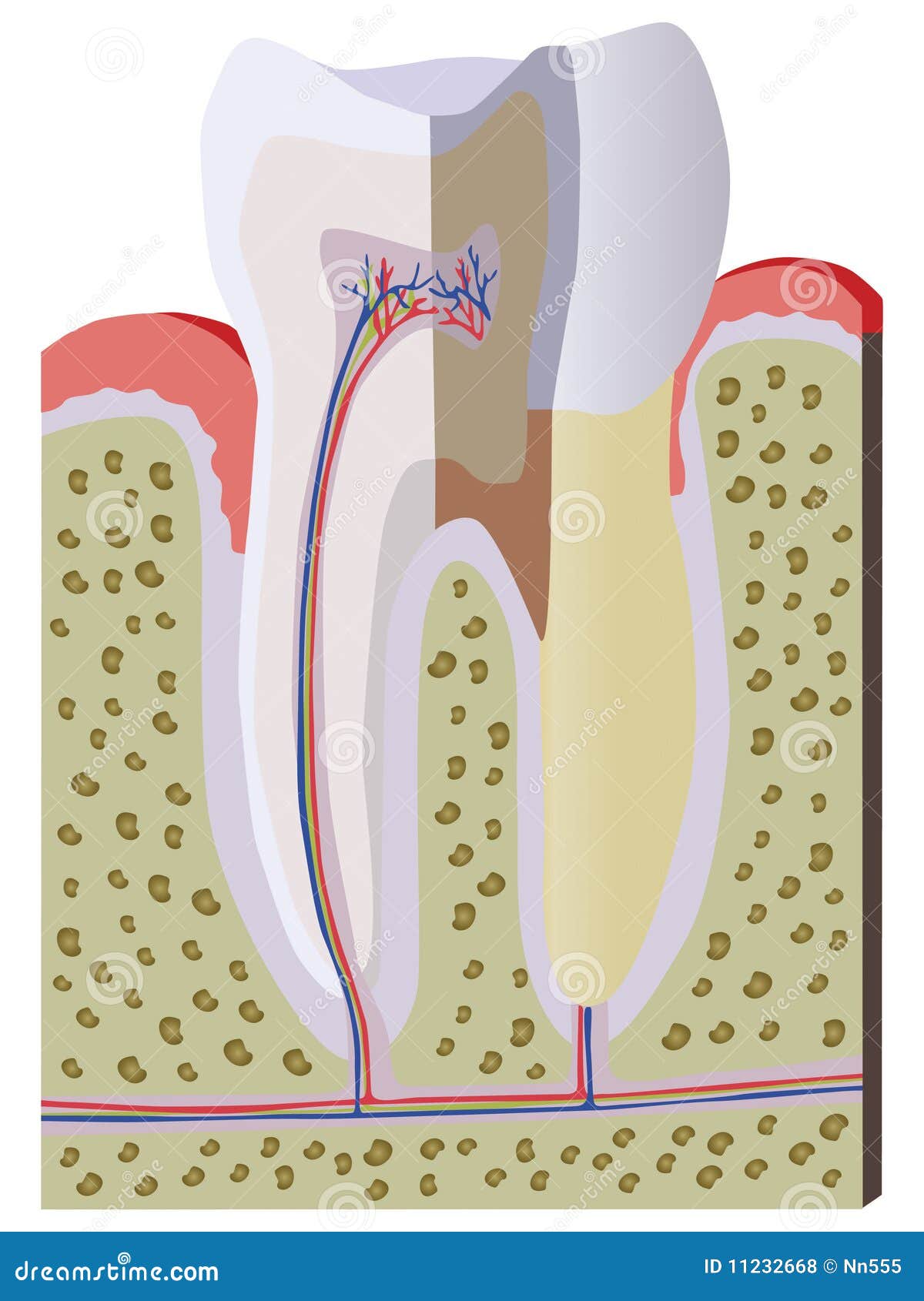 Alveolus Closeup Anatomy Vector Illustration 82094130