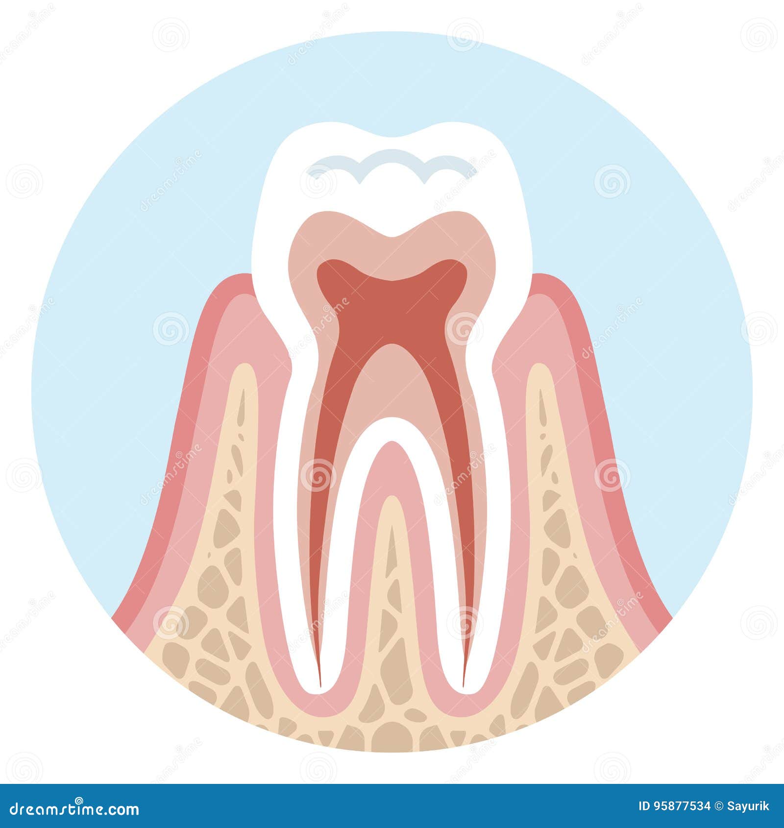 Tooth Cross Section - Healthy Stock Vector - Illustration of clip ...