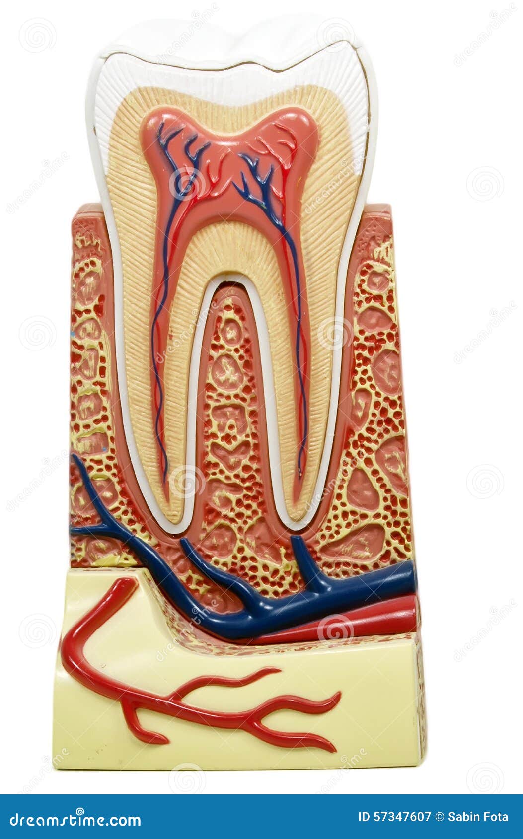 Tooth cross section stock image. Image of proposal, alveolar - 57347607