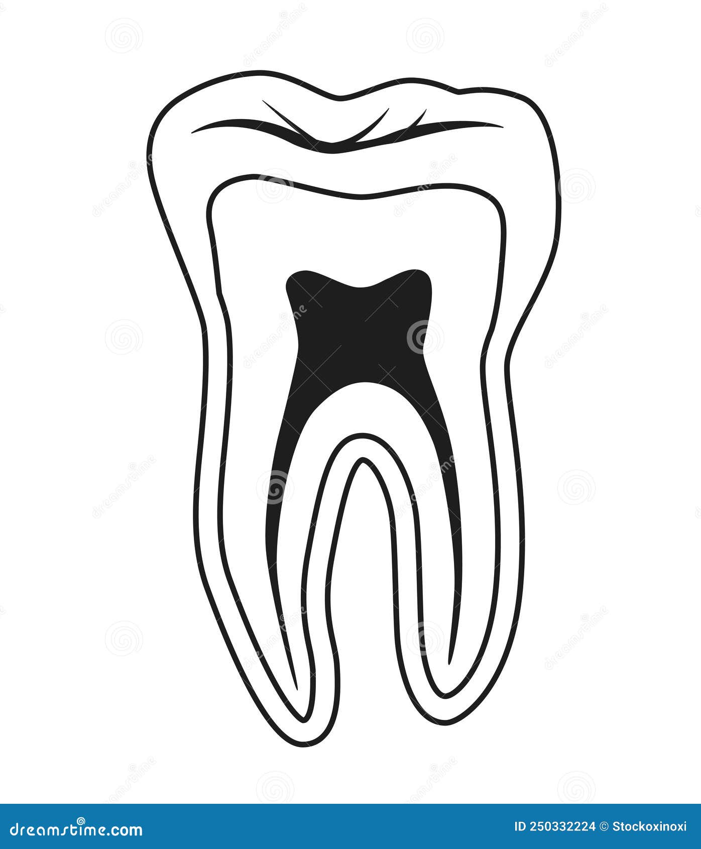 Tooth Cross-section Vector Illustration Icon Stock Vector ...
