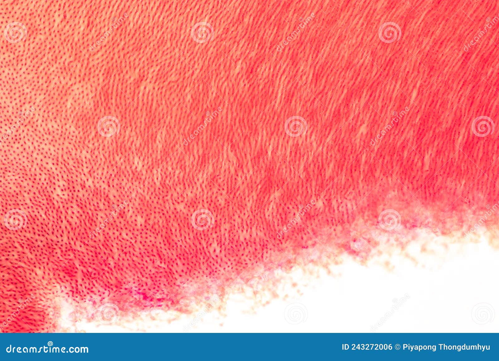 Tooth Development from Human Under Microscope . Stock Photo - Image of ...