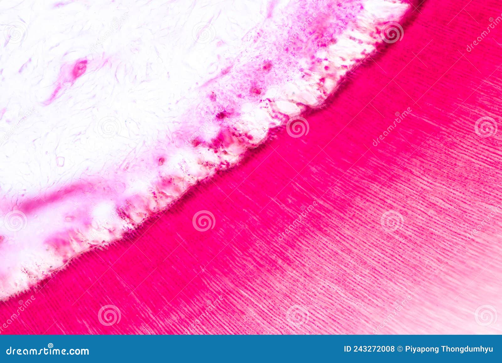 Tooth Development from Human Under Microscope . Stock Photo - Image of ...