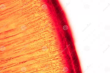 Tooth Development from Human Under Microscope . Stock Photo - Image of ...
