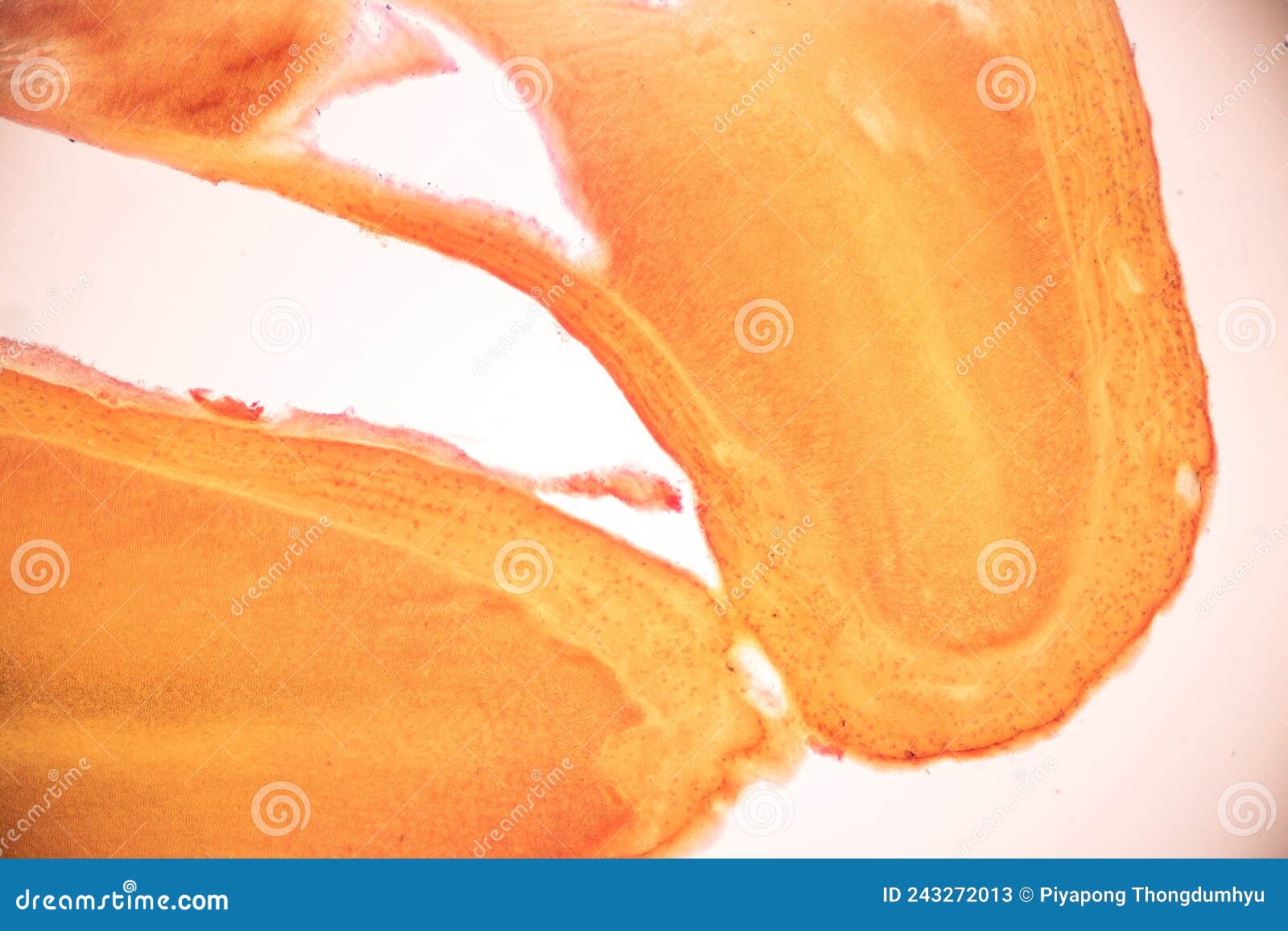 Tooth Development from Human Under Microscope . Stock Image - Image of ...
