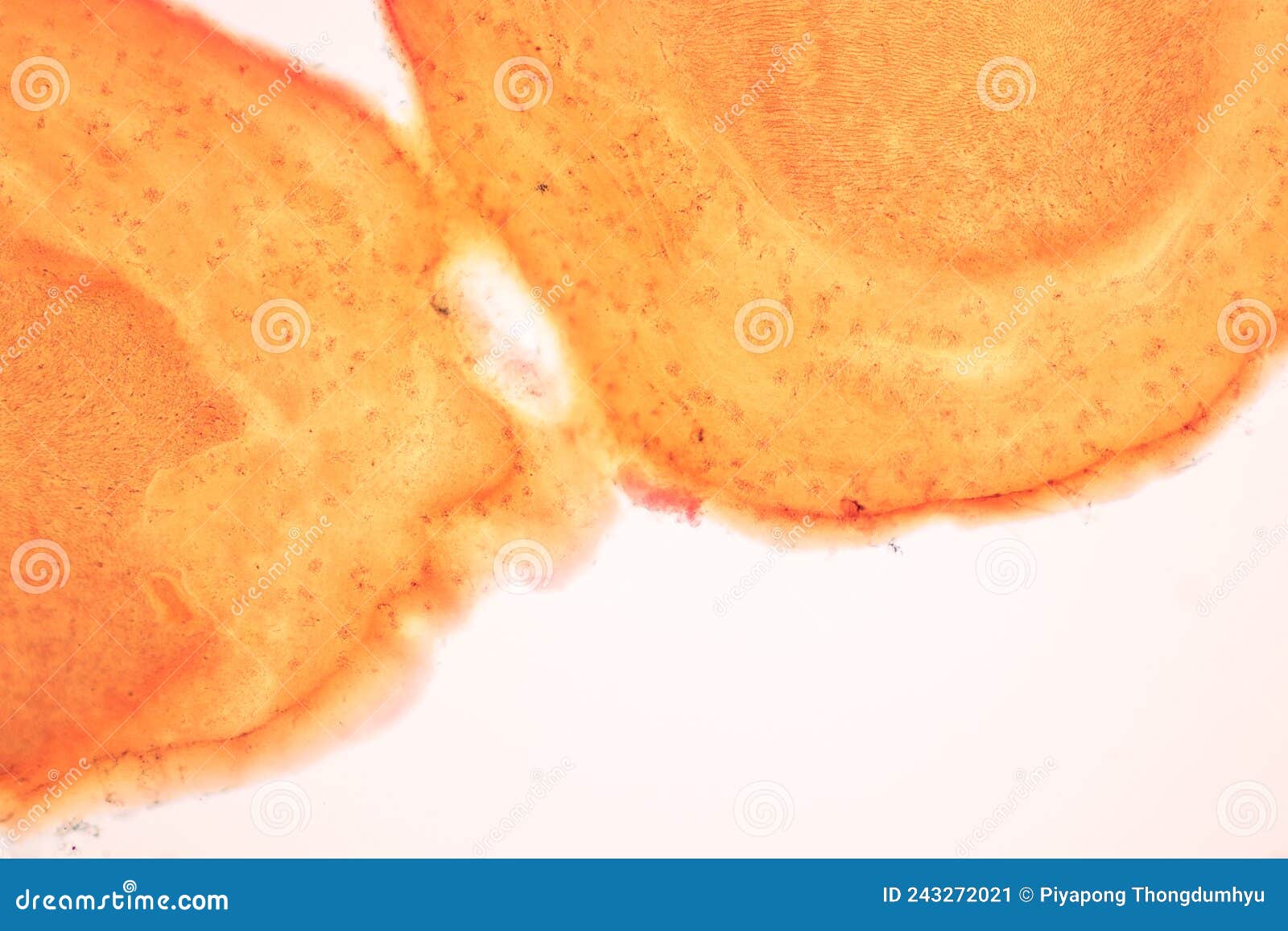 Tooth Development from Human Under Microscope . Stock Image - Image of ...